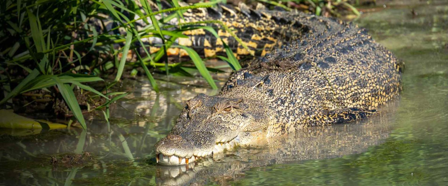 Kakadu Tours from $250 | Kakadu National Park Day Trips & Multi-Day ...