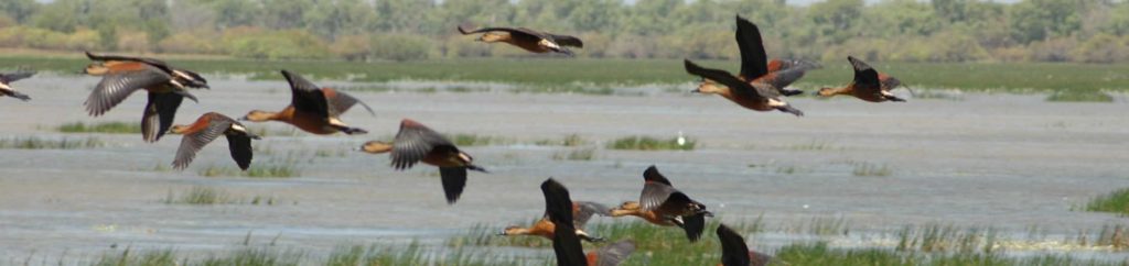 What animals live in Kakadu?